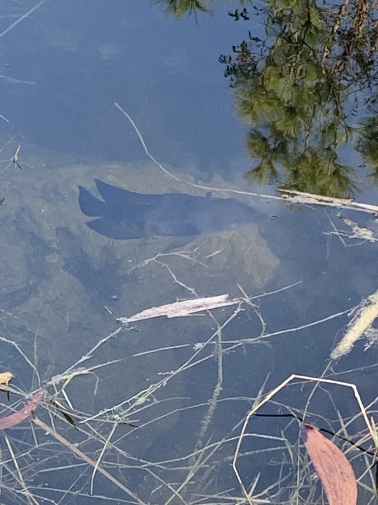 Oscar from Big Cypress National Preserve, Ochopee, FL, US on January 10 ...