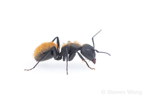 Darwin's Sugar Ant (Camponotus darwinii) · iNaturalist