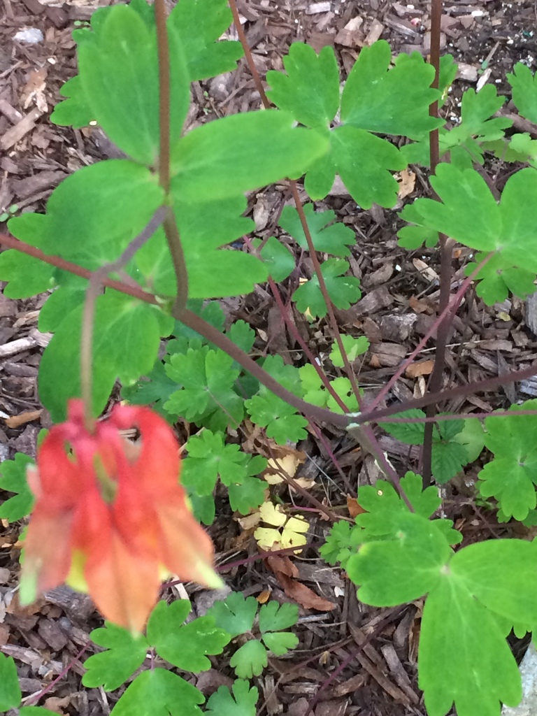red columbine from 18815 Rhodes Ct, Clinton, IN, US on May 6, 2018 at ...