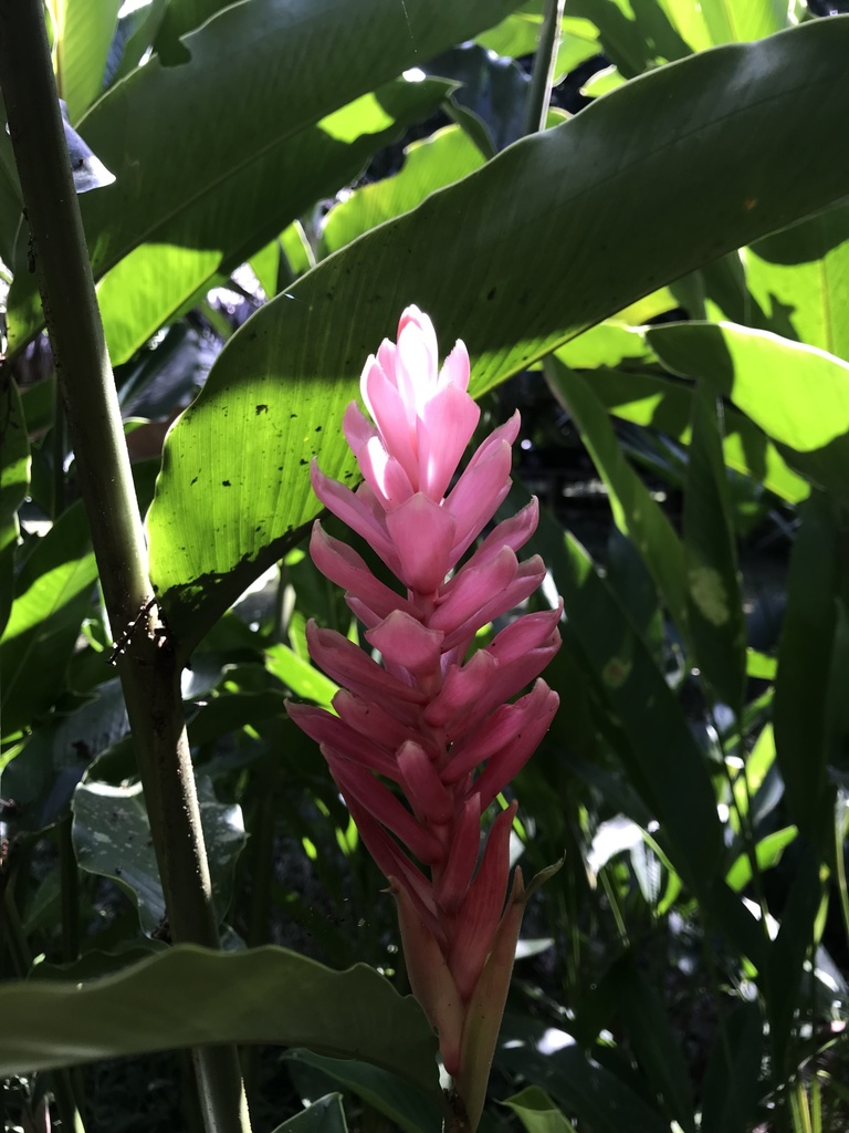 Red Ginger from Santa Marta, Magdalena, CO on December 28, 2021 at 01: ...