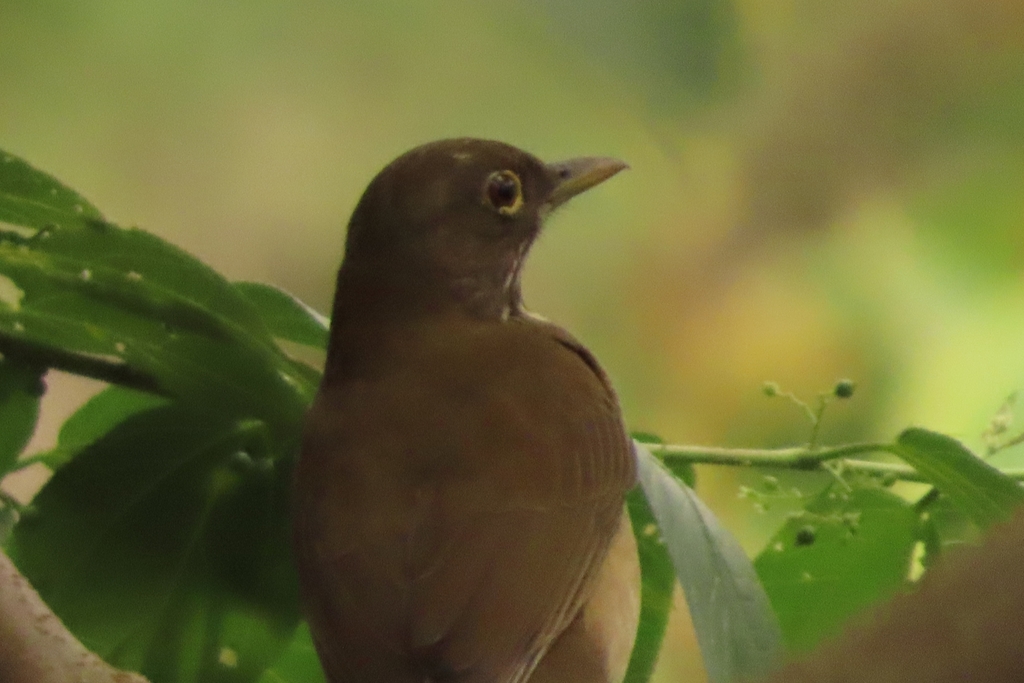 White-throated Thrush from 73385 Pue., México on January 07, 2022 at 02 ...