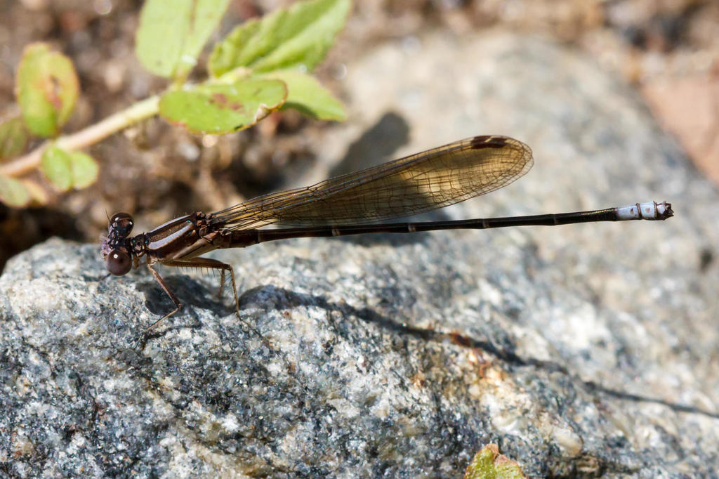 Blue-ringed Dancer from Brevard County, US-FL, US on May 5, 2016 at 04: ...