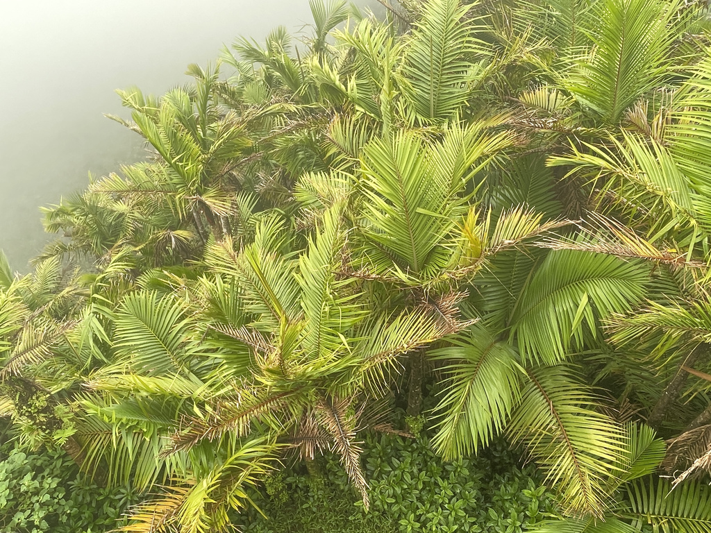 sierra palm from El Yunque National Forest, Río Grande, PR, US on ...