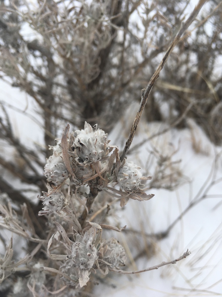 Rhopalomyia from Tiber Marina Rd, Lothair, MT, US on January 10, 2022 ...