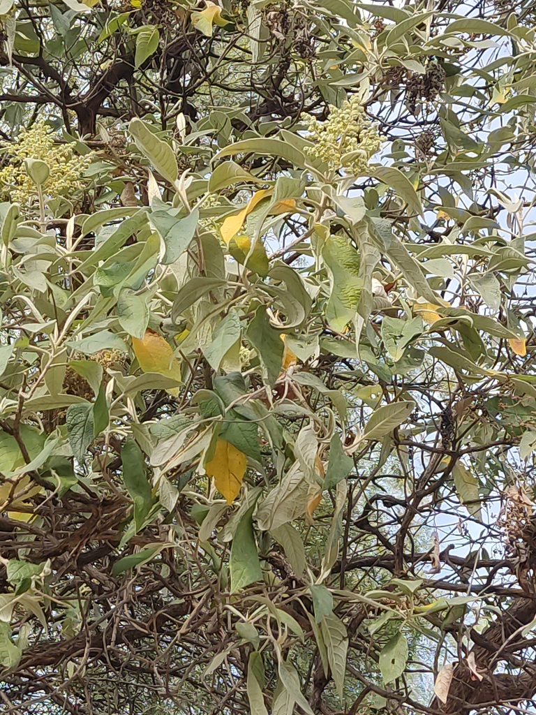 tepozan from 56035 Ocopulco, Méx., México on January 10, 2022 at 03:39 ...