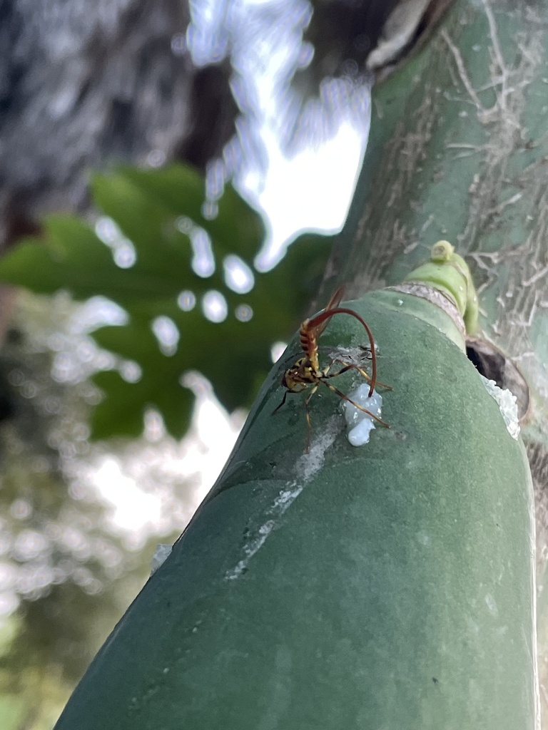 Papaya Fruit Fly from Eighth St N, Saint Petersburg, FL, US on January ...