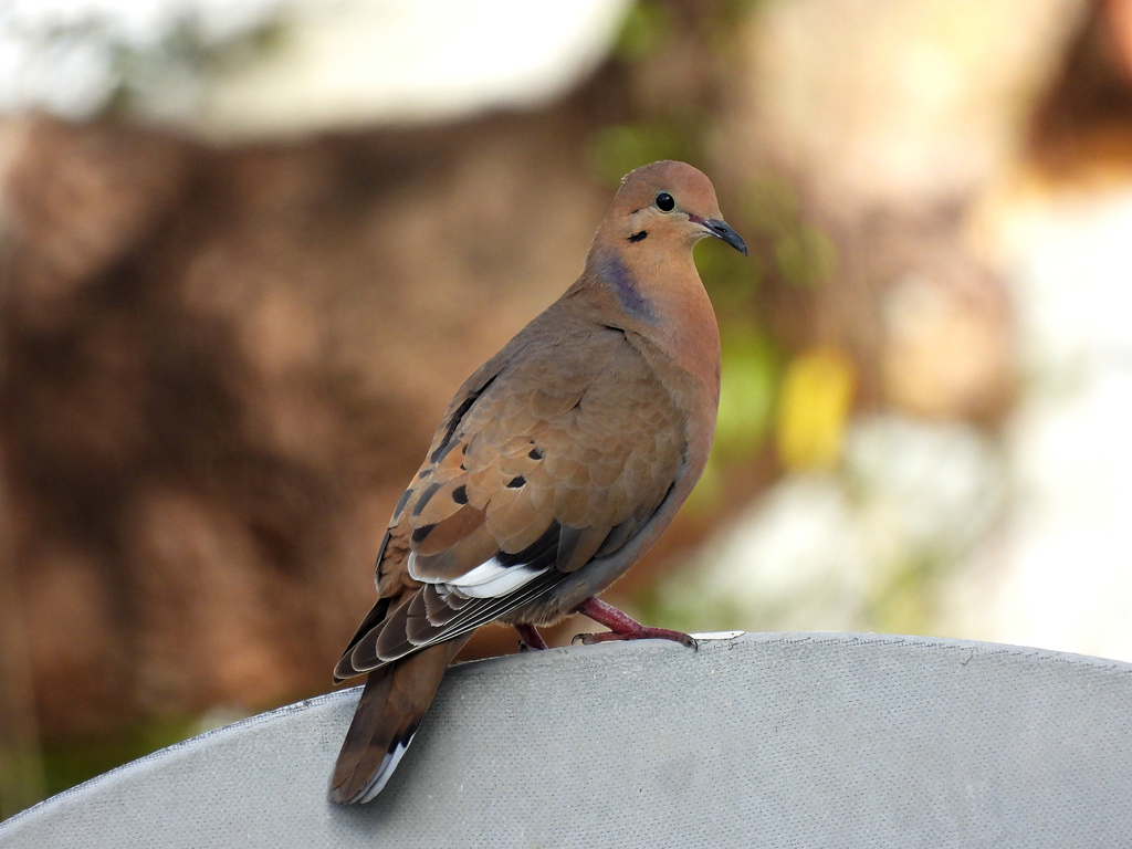 Zenaida Dove from Hoyo Mulas, Carolina, Puerto Rico on January 10, 2022 at 10:21 PM by Eliezer ...