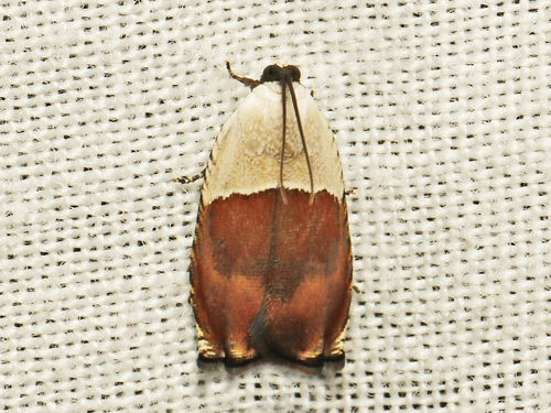 Grapholita cresson · iNaturalist