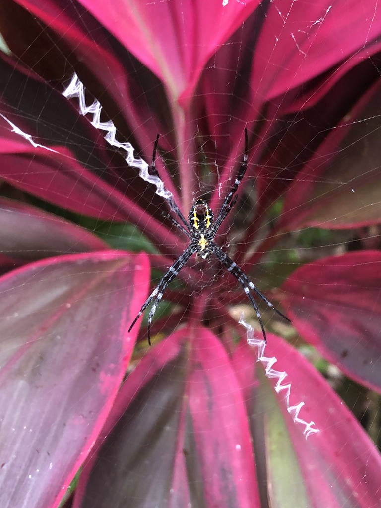 Hawaiian Garden Spider from Koror, Palau, PW on January 10, 2022 at 05: ...