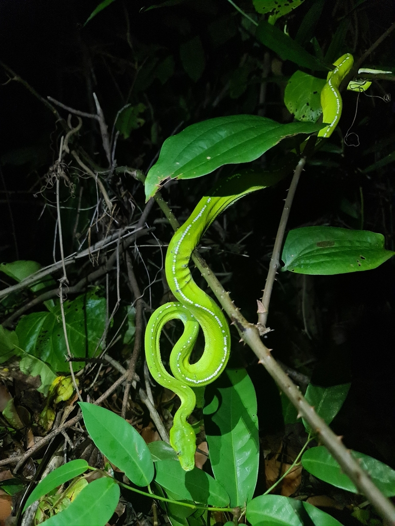 Southern Green Python from Lockhart QLD 4892, Australia on January 10 ...