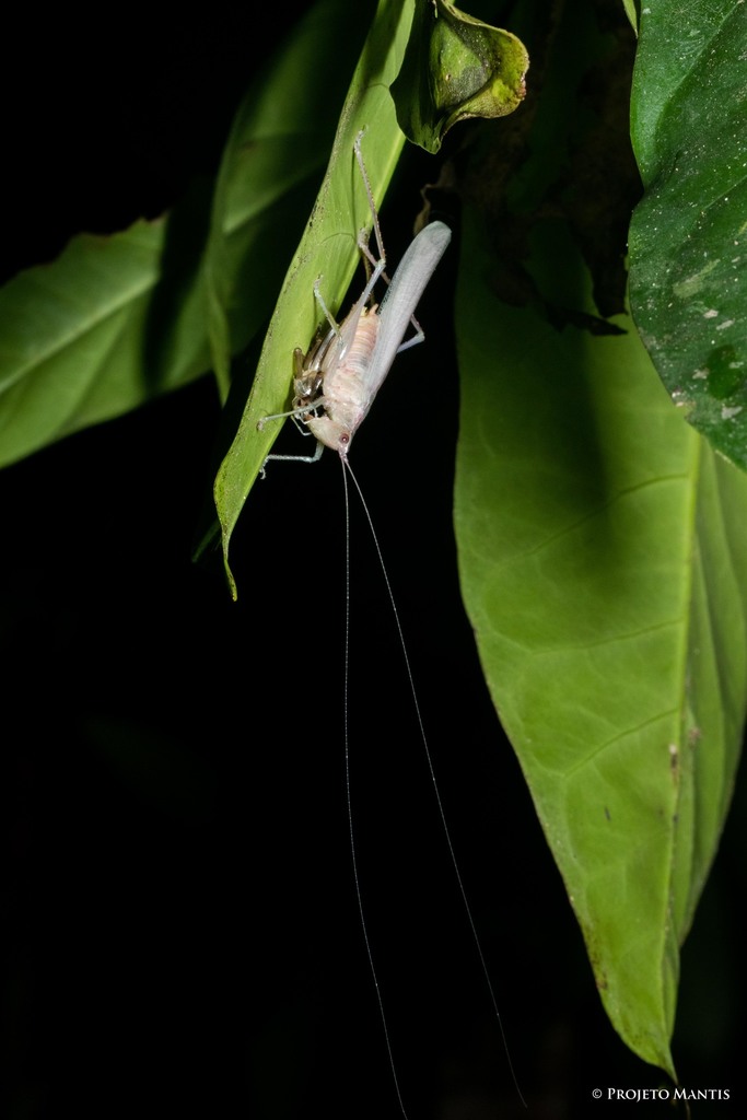 Subria from Melgaço - PA, 68490-000, Brasil on October 19, 2021 at 01: ...