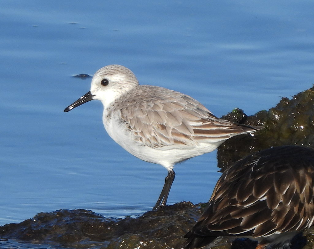 Sanderling from Berkeley Marina, Berkeley, CA, USA on January 10, 2022 ...