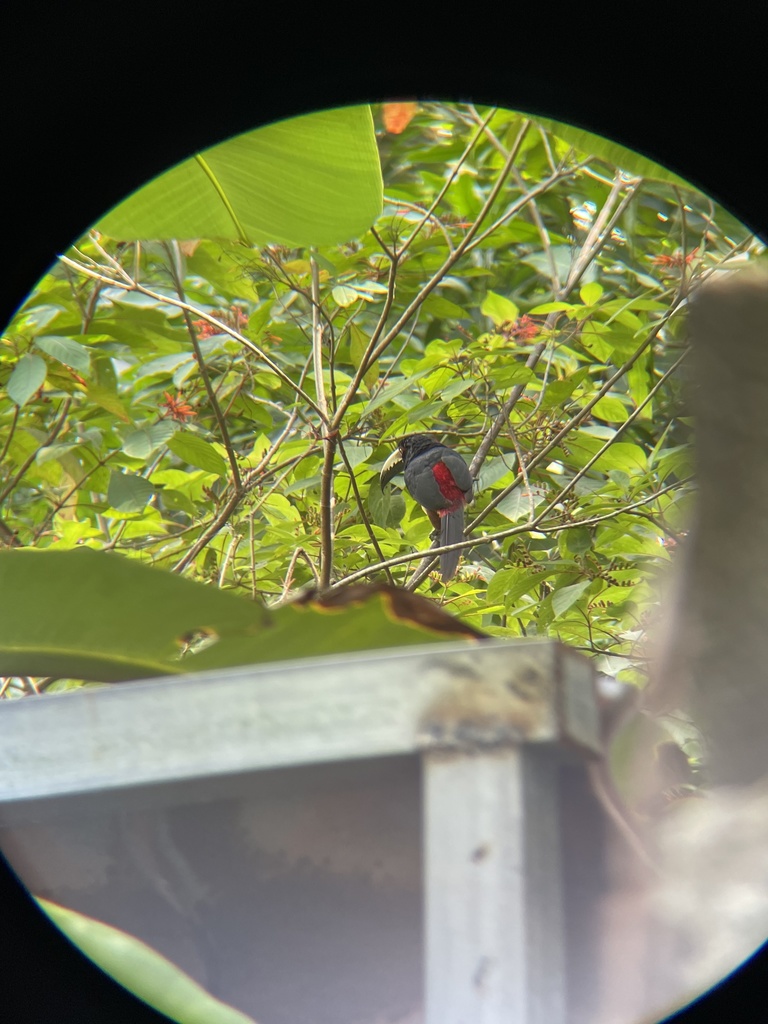 Collared Aracari from Calle Victoria, Talamanca, Limon, CR on January ...