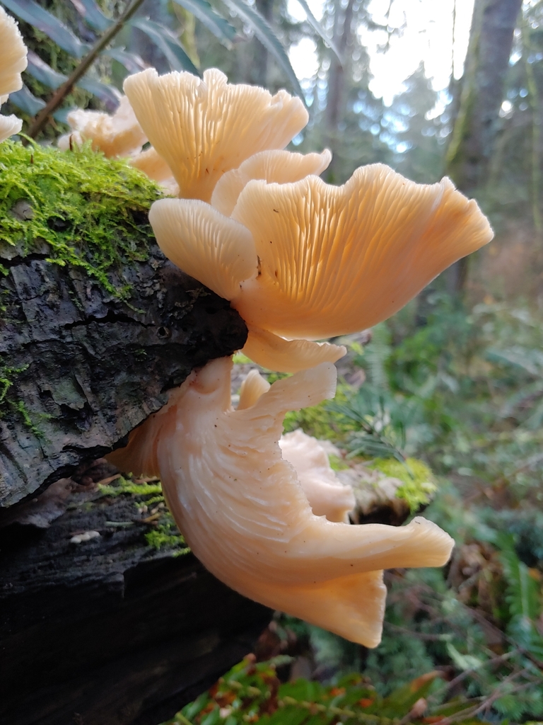 Oyster Mushrooms in January 2022 by Kate Calderwood · iNaturalist