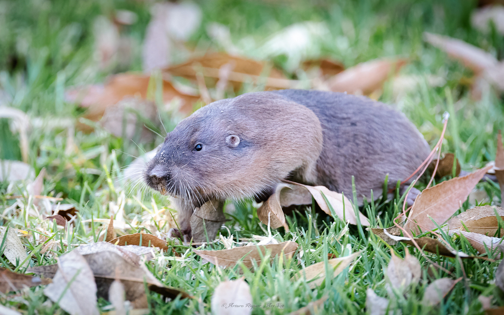 Southern Pocket Gopher from San José Iturbide, Gto., México on January ...
