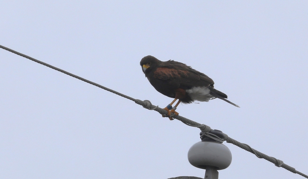 Harris's Hawk from 39770-40618 General Brant Rd, Los Fresnos, TX 78566 ...