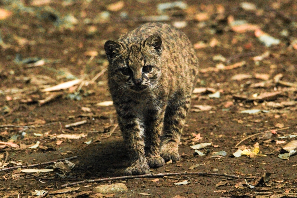 Kodkod in January 2022 by Dante Letelier Menay · iNaturalist