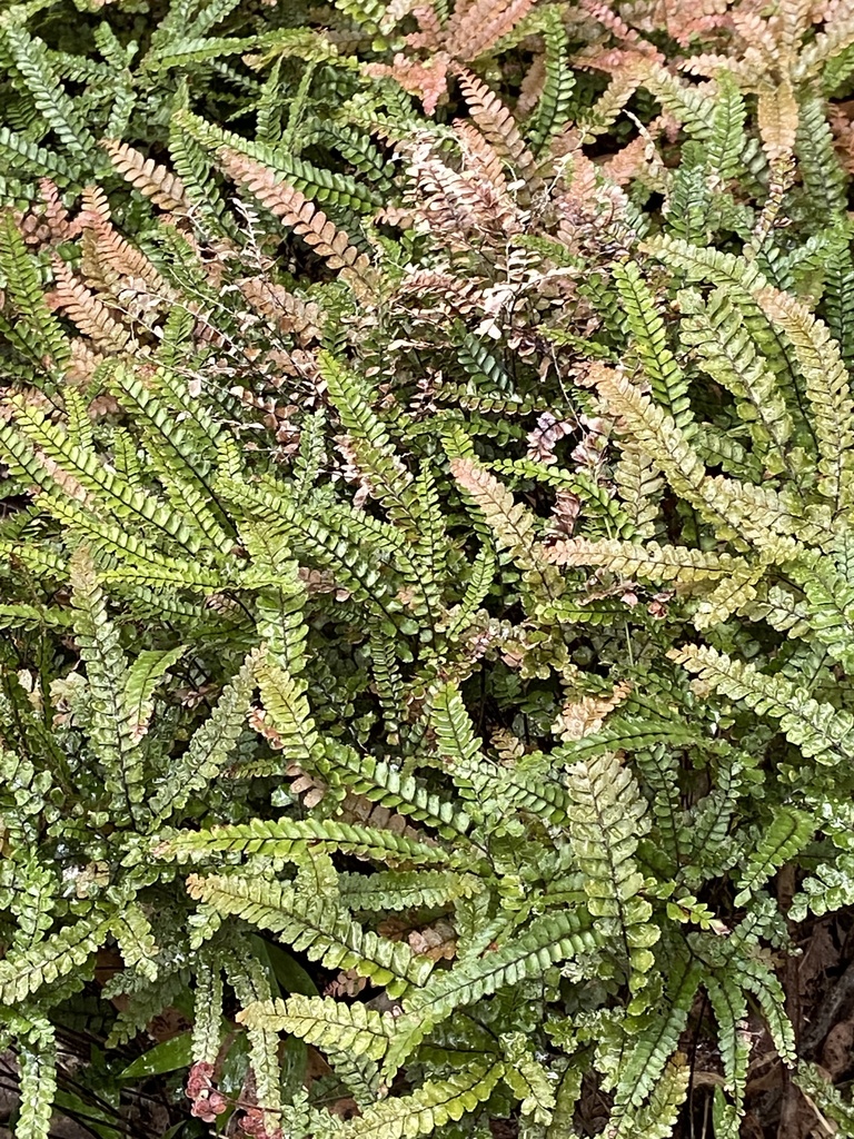 Rough Maidenhair Fern from Maui, Wailuku, HI, US on January 10, 2022 at ...