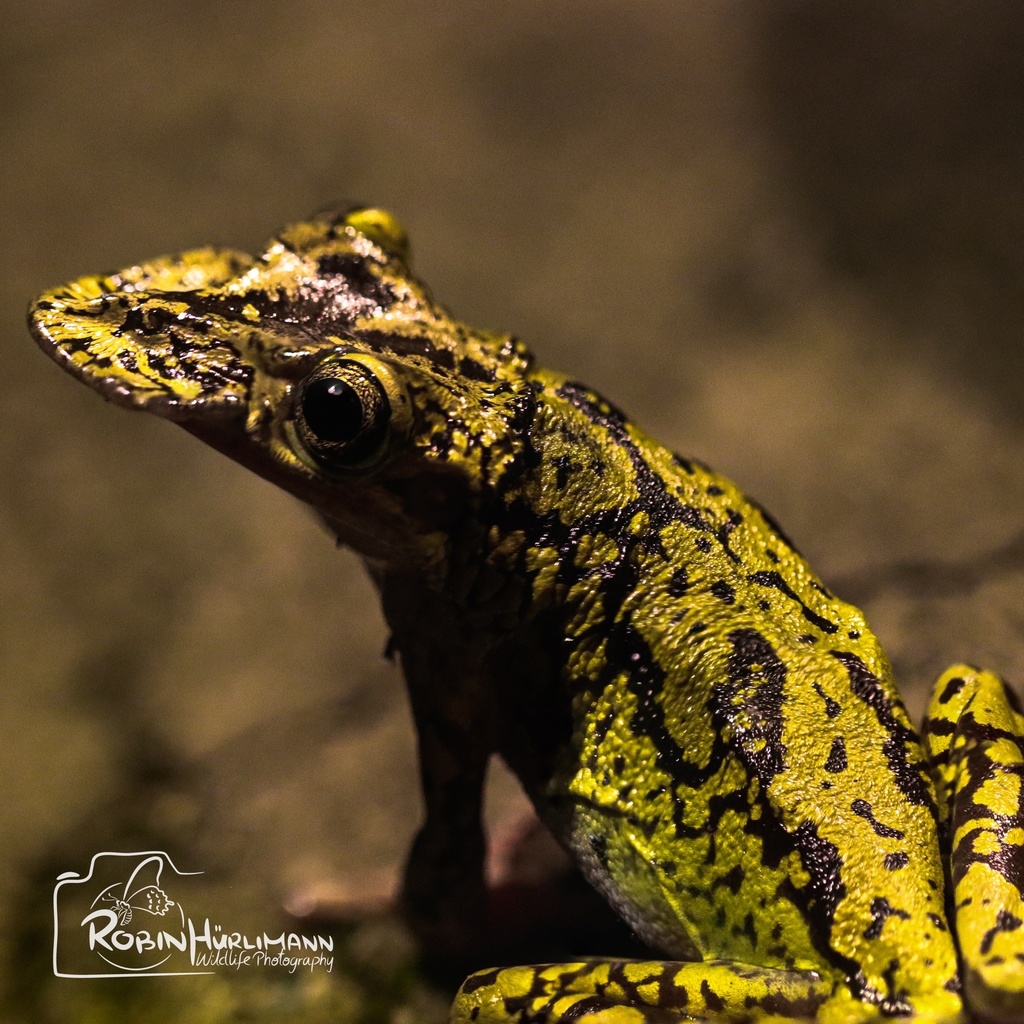 Duck-billed Tree Frog from Bahía de Banderas, NAY, MX on January 01 ...
