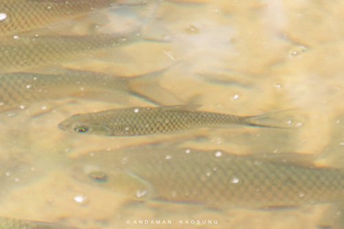 Poropuntius angustus · iNaturalist Ecuador