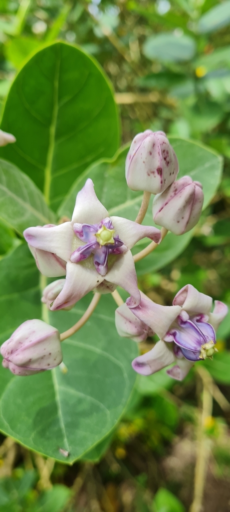 crown flower from Ngeaur Island, Angaur, Palau on January 11, 2022 at ...