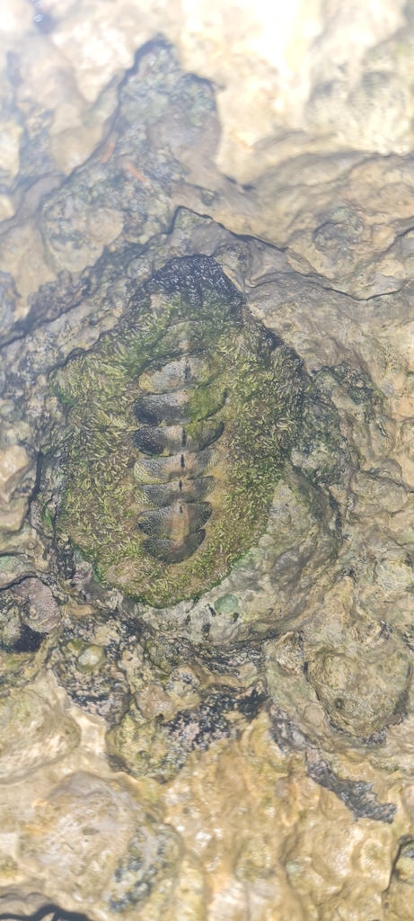 Acanthopleura gemmata from V4XH+59R, Angaur, Palau on January 11, 2022 ...