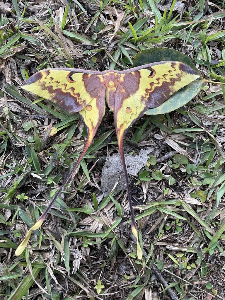 Malaysian Moon Moth from 勐仑镇中国科学院西双版纳热带植物园热带雨林内, 西双版纳傣族自治州, 云南省, CN on ...