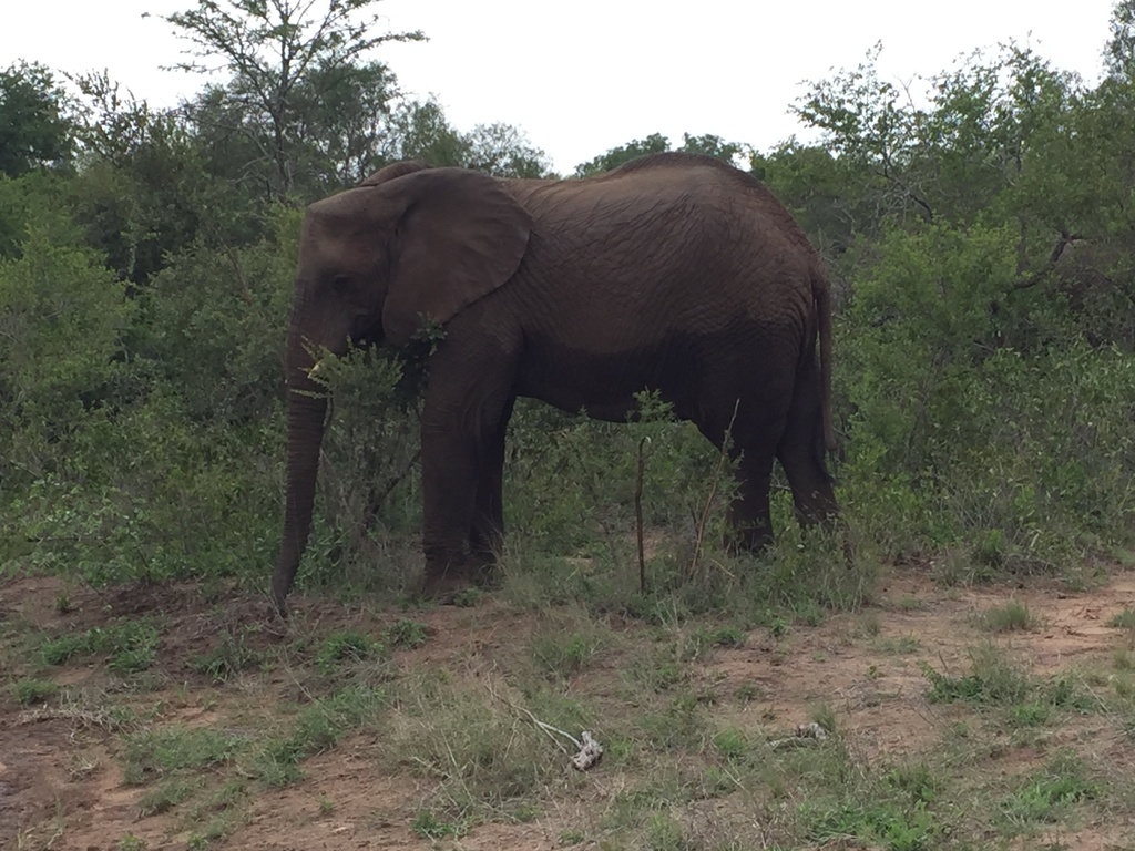 Savannah Elephant in January 2018 by Amanda Chalmers · iNaturalist