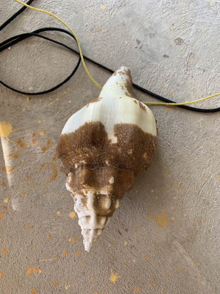 West Indian Chank Shell from Carretera Telchac Puerto - Dzilam de Bravo ...