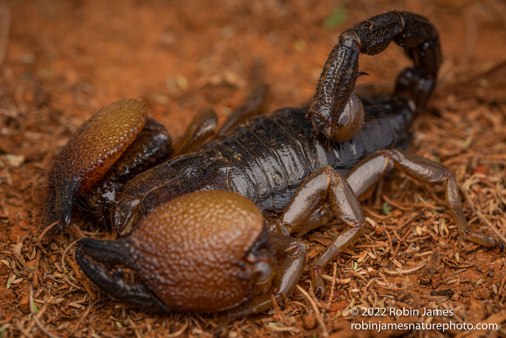 Pandinurus exitialis from Marigat, Kenya on December 29, 2021 at 11:15 ...