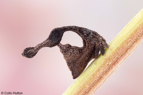 Cladonota guimaraesi · iNaturalist