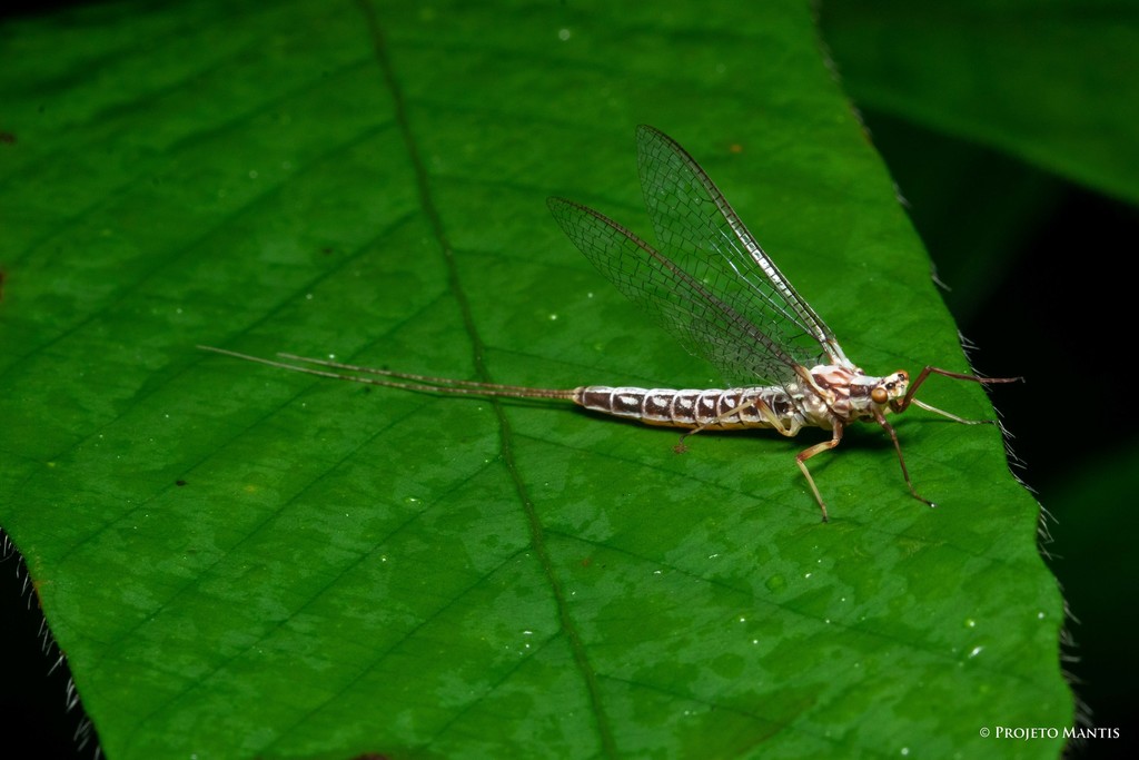 Southern Giant Mayfly from Melgaço - PA, 68490-000, Brasil on October ...