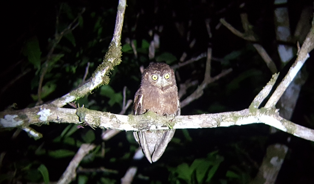Enggano Scops-Owl in August 2017 by Rose Ann Morandante Reynado ...