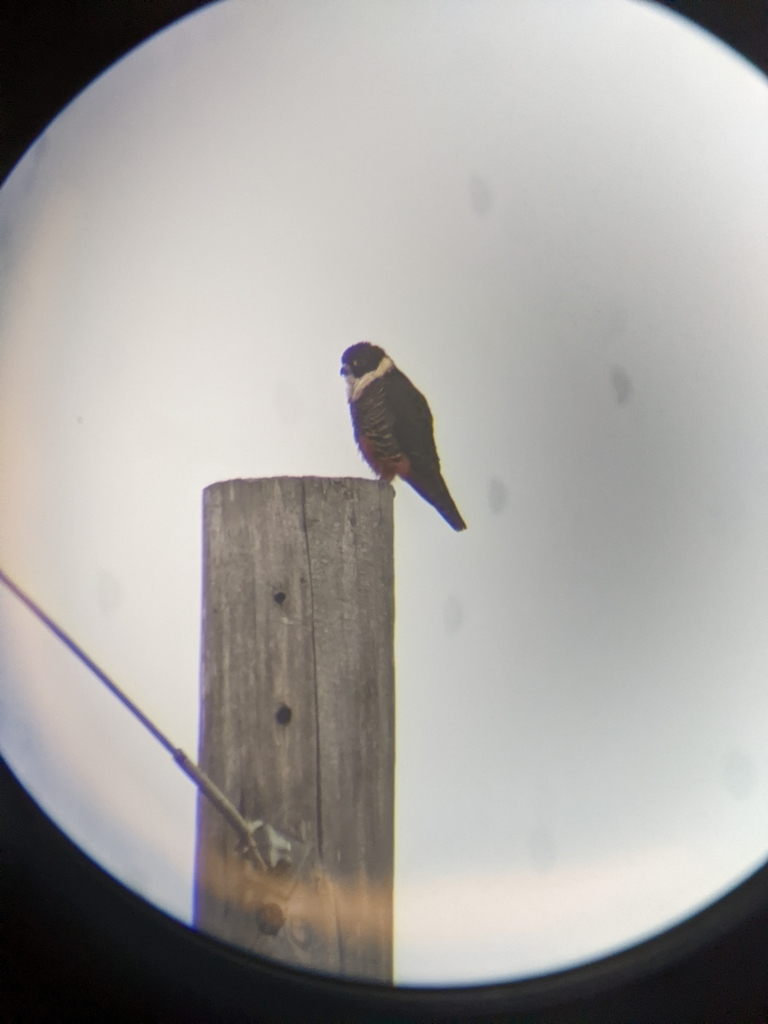 Bat Falcon from Alamo, TX 78516, USA on January 8, 2022 at 07:53 AM by ...