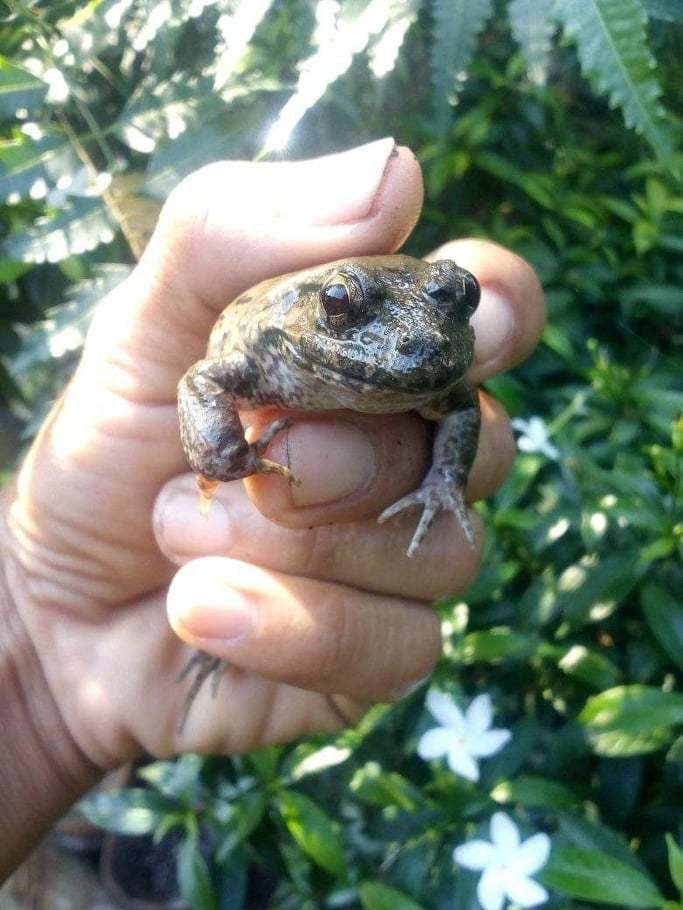 Chinese Edible Frog from Negros Occidental, Philippines on January 12 ...