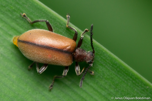 Cerogria decorata · iNaturalist