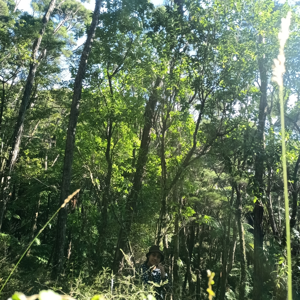 Mahoe from Tangikaroro Native Reserve HQ on January 12, 2022 at 05:50 ...