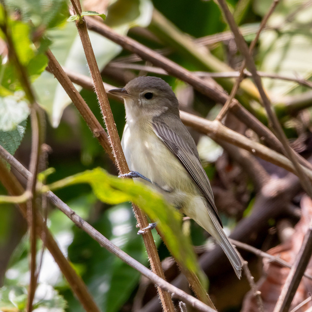 Warbling Vireo from Cacahoatán, Chis., México on December 5, 2020 at 12 ...