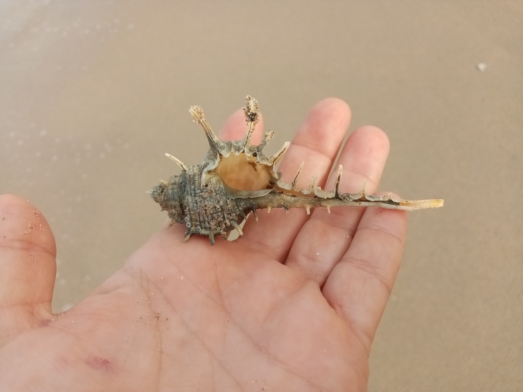 Murex from 81930, Johor, Malaysia on January 12, 2022 at 04:49 PM by ...