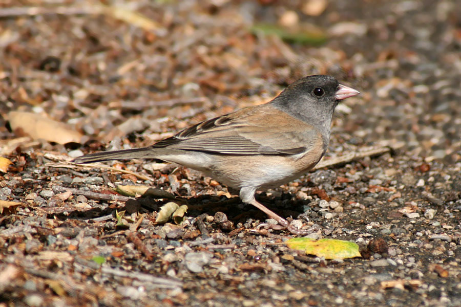 Dark-eyed Junco (More Mesa Bird Guide) · iNaturalist Australia