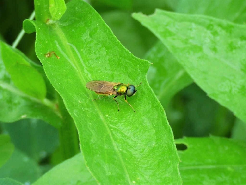 Broad Centurion Fly from Provincia di Bergamo, Italia on May 3, 2018 at ...