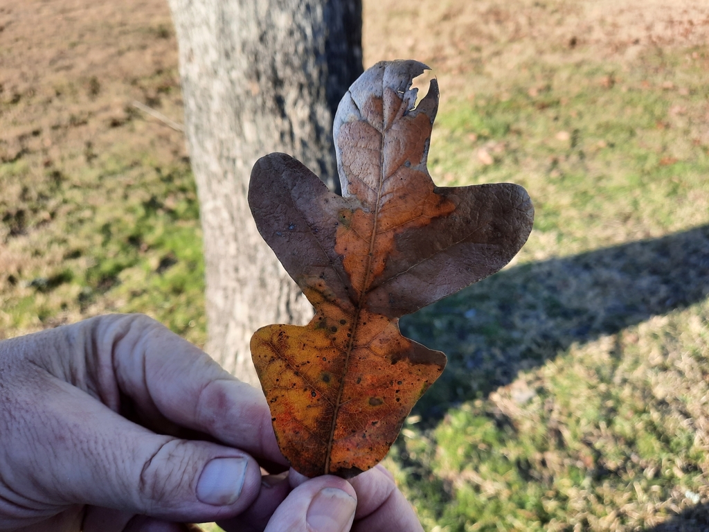 post oak from Longview, TX, USA on January 12, 2022 at 03:58 PM by J ...