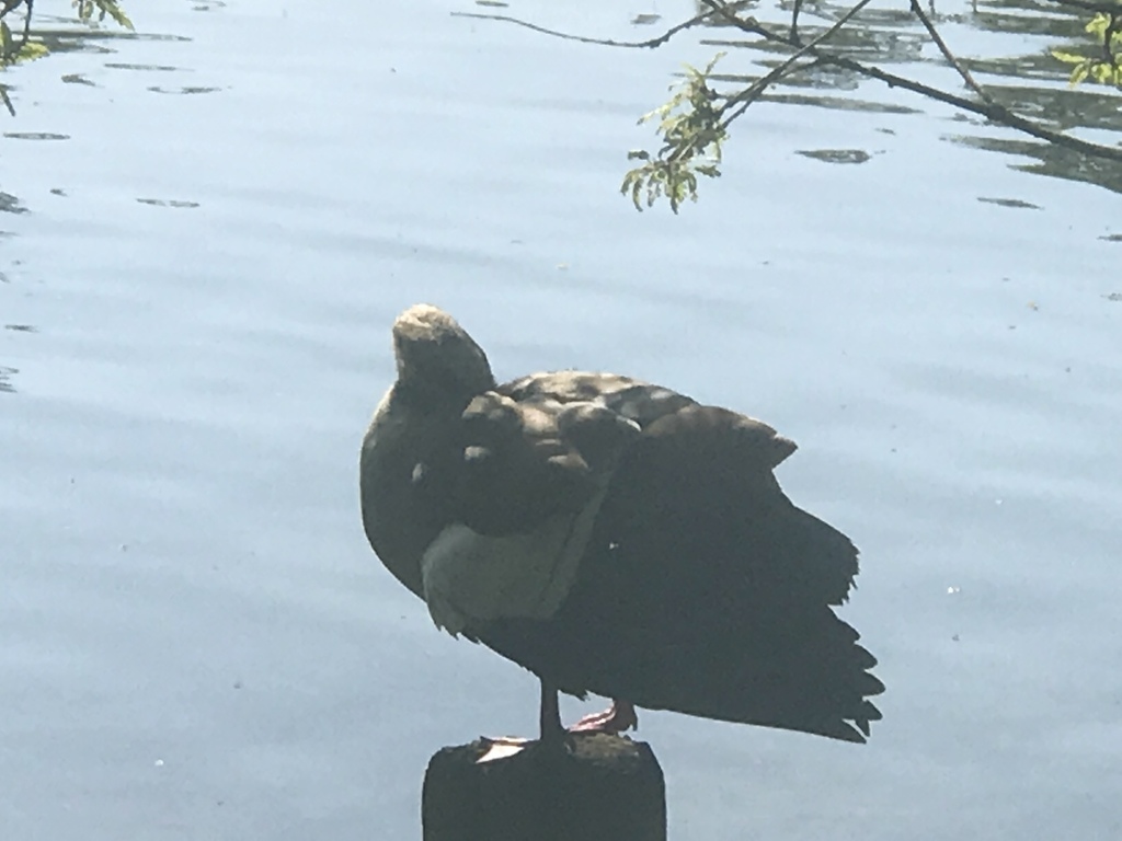 Egyptian Goose from Kensington Gardens, London, England, GB on May 07 ...