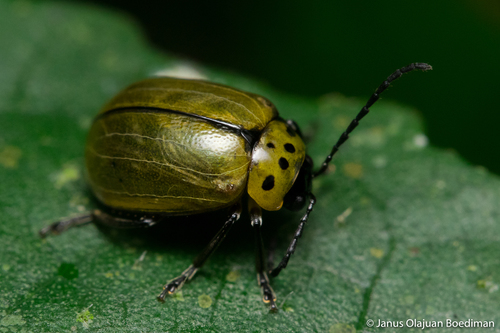 Morphosphaera albipennis · iNaturalist