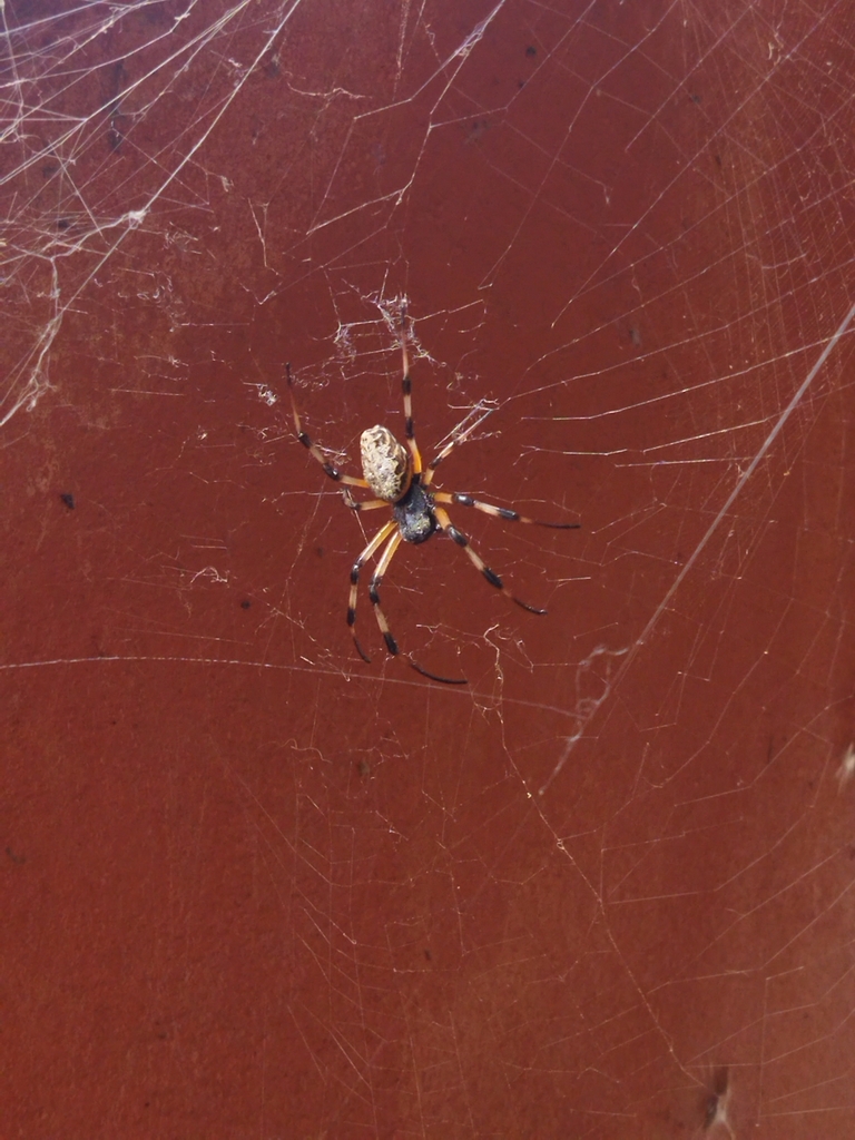 African Hermit Spider from Riviera da Barra, Vila Velha - ES, 29124 ...