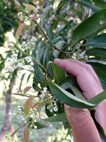 Aguacatillo (Nectandra sanguinea)