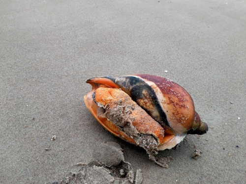 false baler (Livonia mammilla) · iNaturalist