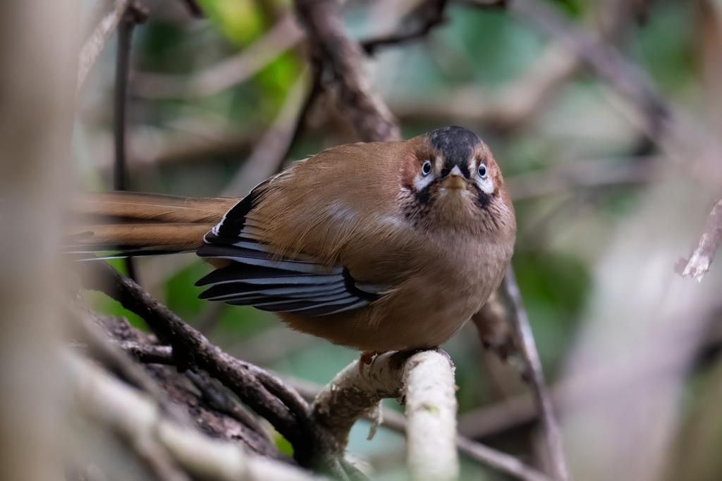 Moustached Laughingthrush in January 2022 by Sam · iNaturalist