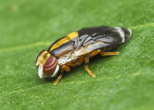 Scutops fascipennis · iNaturalist