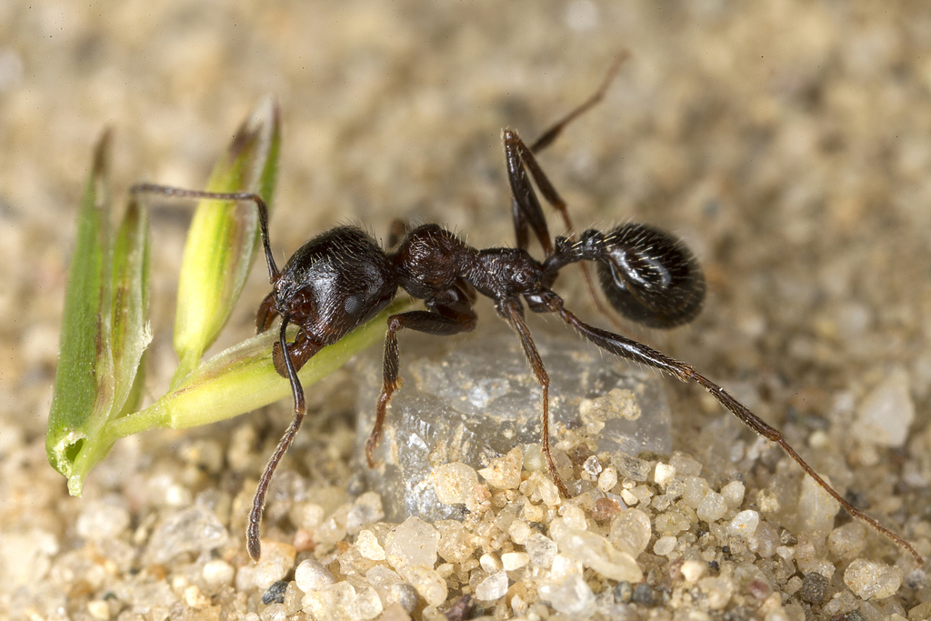 Messor structor - Antariums